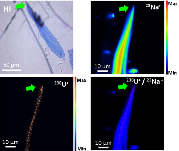 Unveiling the Hidden Threat : Tracking Uranium Accumulation in Marine ...